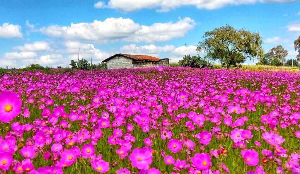 Celebra Amealco cuatro años como Pueblo Mágico